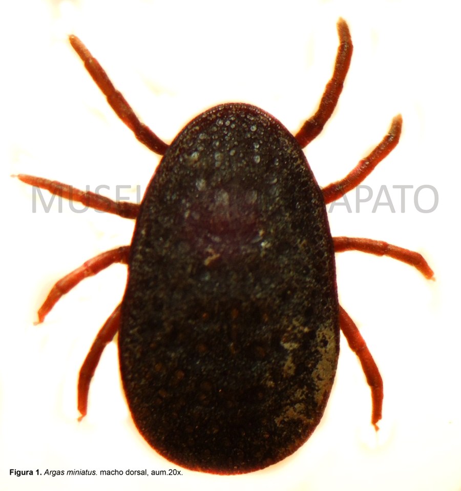 Familia Argasidae ~ Medicina Veterinária - UFMS