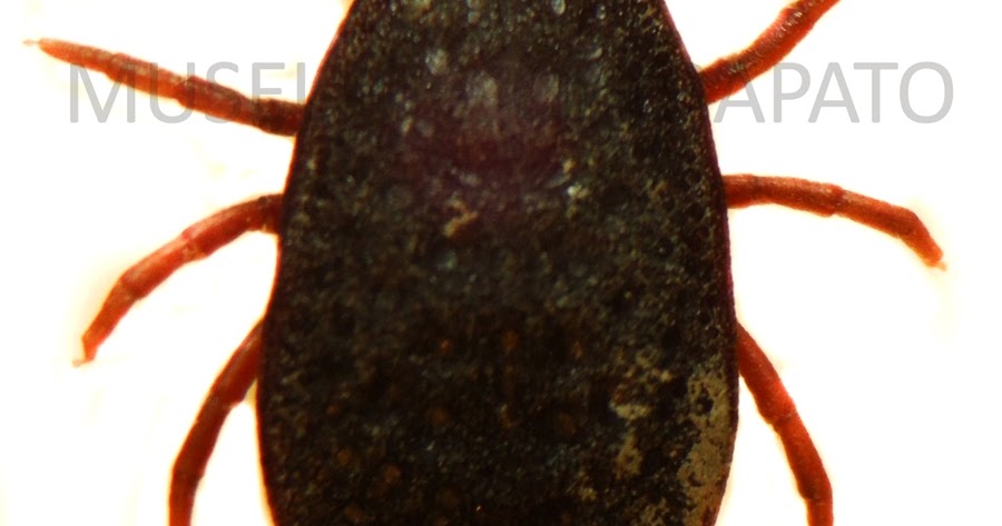 Familia Argasidae ~ Medicina Veterinária - UFMS