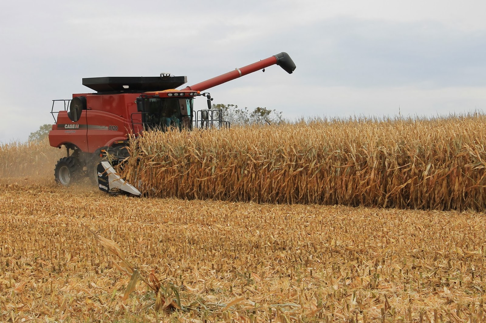 Corn, Beans, Pigs and Kids: Farm Friday