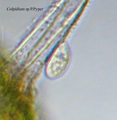 Botany-Lab 001-Pyper-Microaquarium Experiment