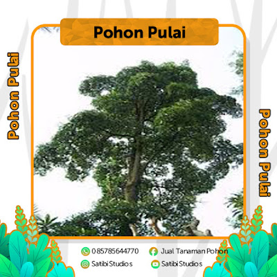 (0857-8564-4770) Jual Bibit Pohon Pulai Kawasan Kota Jakarta