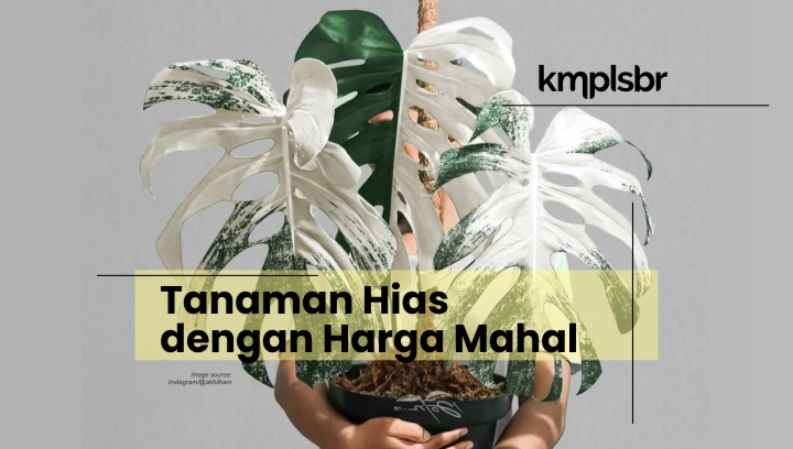 Tanaman Hias Mahal Yang Jadi Rebutan Para Pecinta Tanaman - Kumpul ...