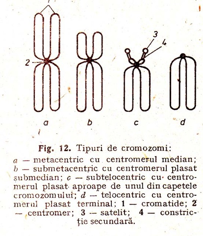 Genomul uman - Complementul cromozomial uman - Nursing Info