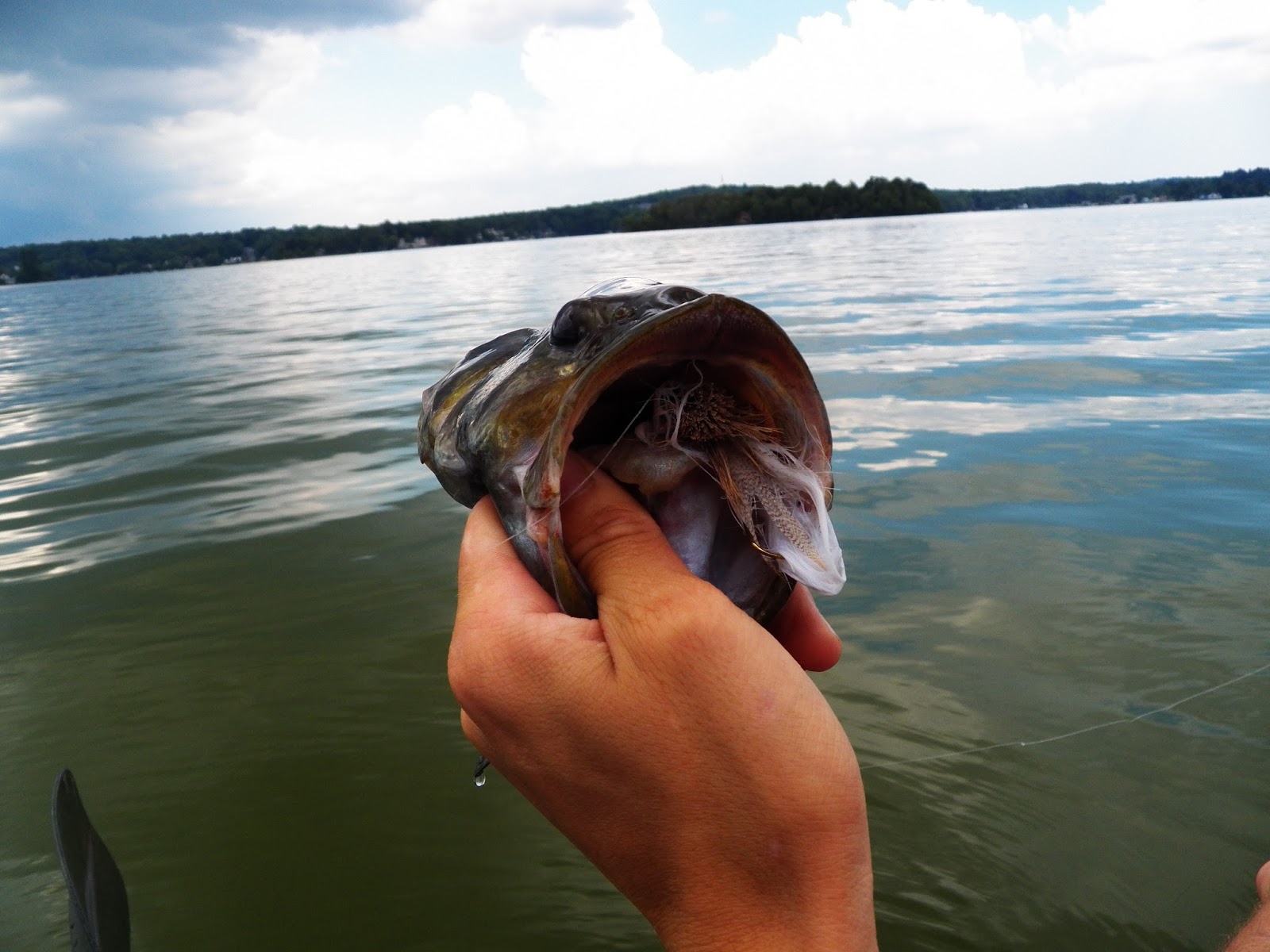 Connecticut Fly Angler: Kelly Galloup Style Smallmouth