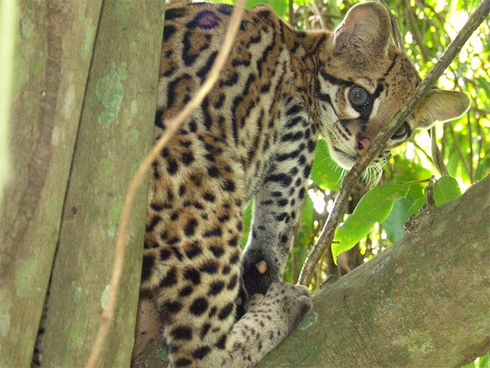 Parque Nacional Tapo-Caparo: Biodiversidad con la que cuenta el Parque ...