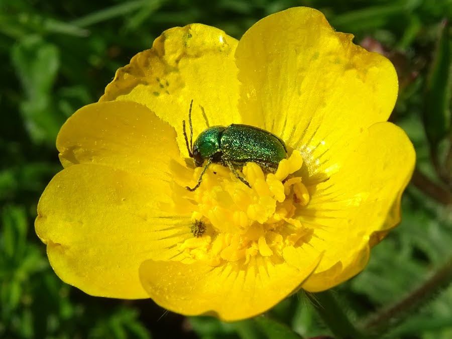 Port and Wey: Portland Insects A-B