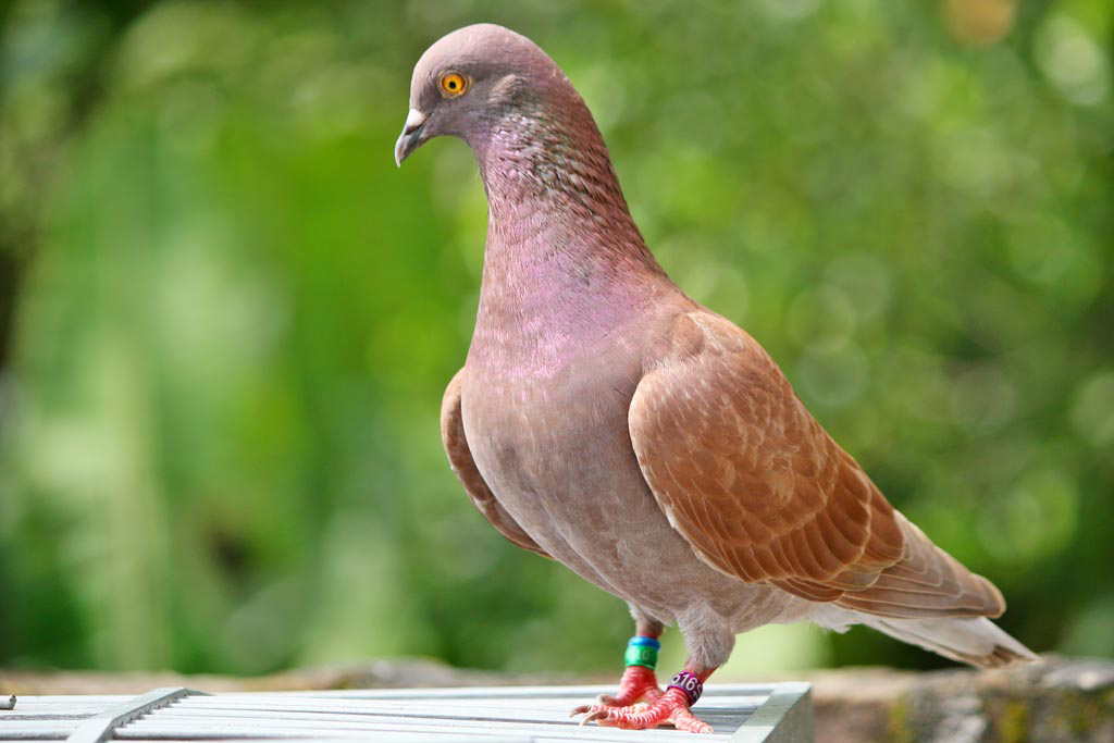 NOMINAL TEAM Merpati Balap BIRD FARM: JANTAN TERNAK