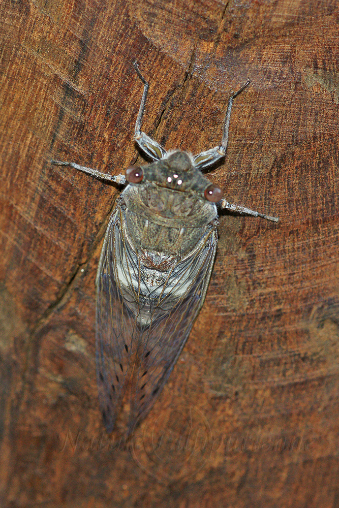 Photo Nature Lilliputienne (macrophotographies): Cigale (Madagascar)