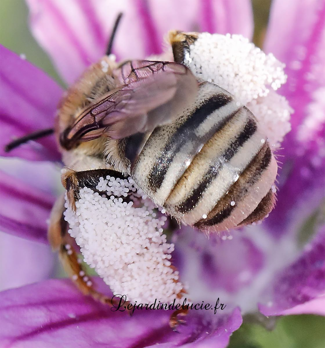 Tetralonia malvae femelle (Eucère de la mauve) aime les Mauves