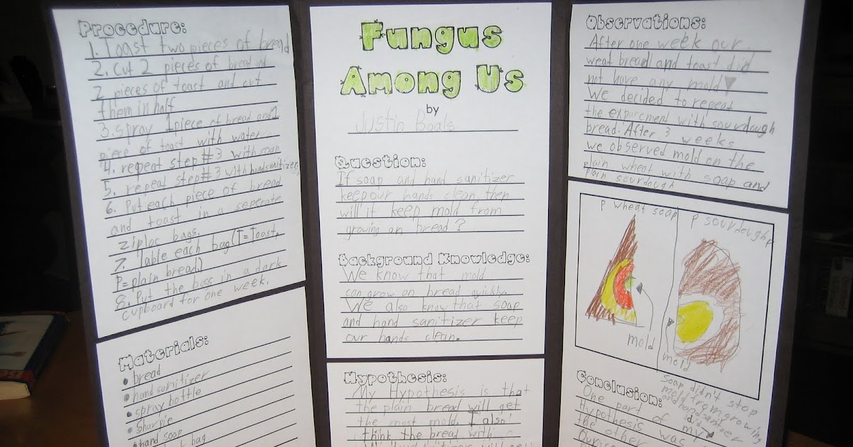 Fungus Among Us Science Project