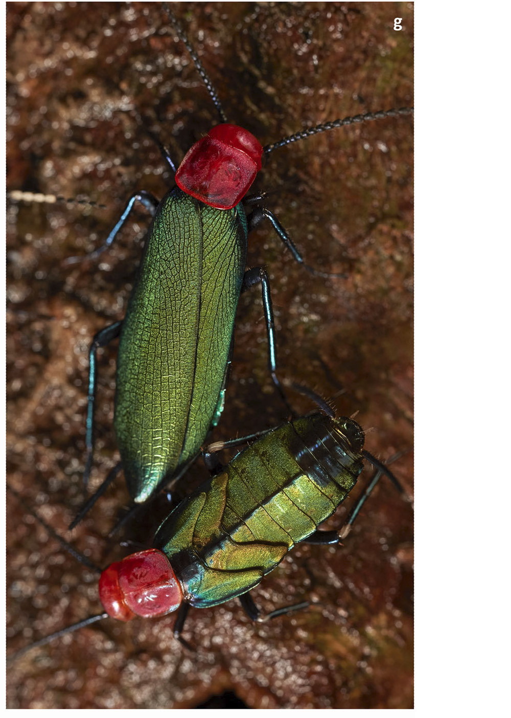 armandobronca-com2: Melyroidea magnifica, cucaracha social del Amazonas ...