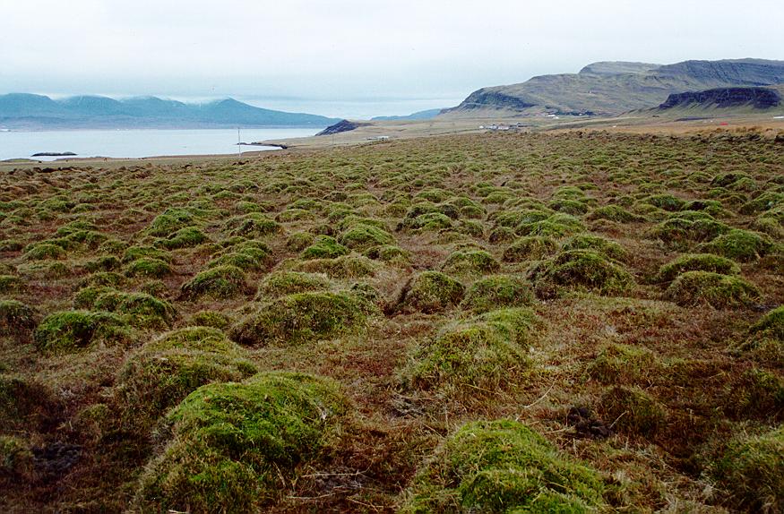 French Vocabulary Illustrated: motte