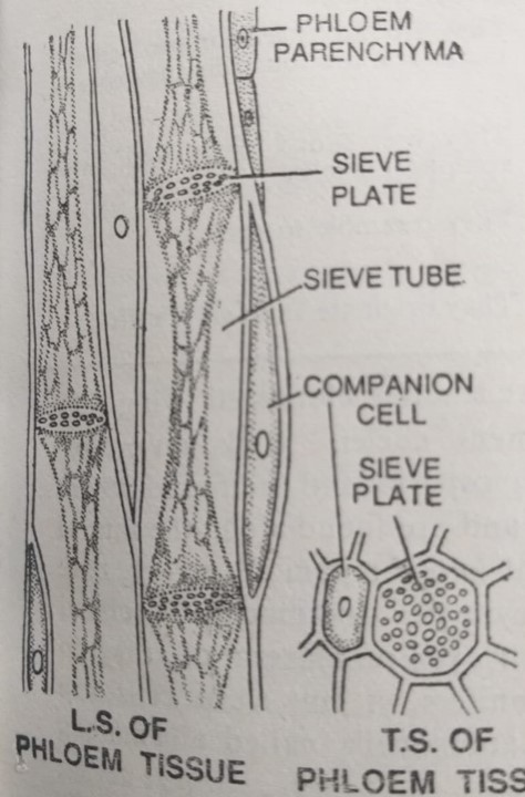 Department Of Botany Girraj Govt College Complex Tissue Phloem department-of-botany-girraj-govt-college-complex-tissue-phloem