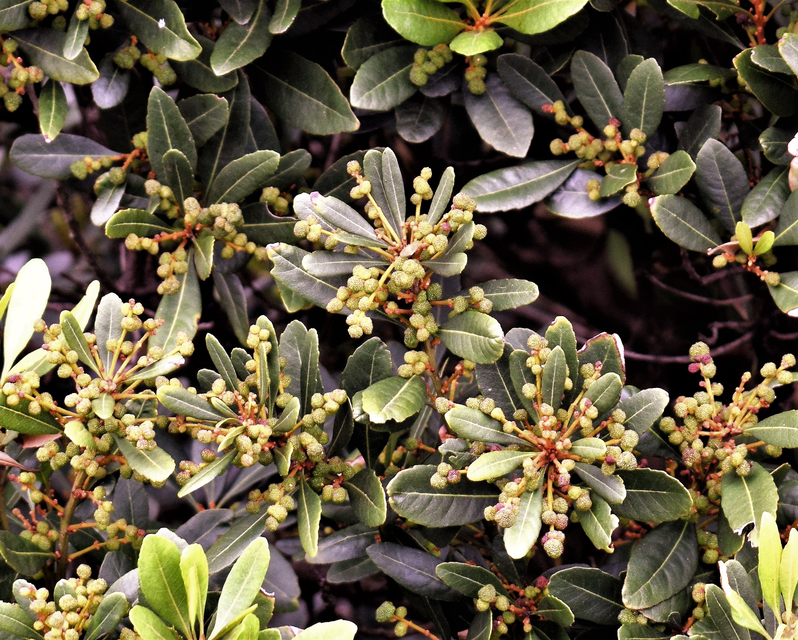 Plantas: Beleza e Diversidade: Faia-da-terra (Myrica faya)