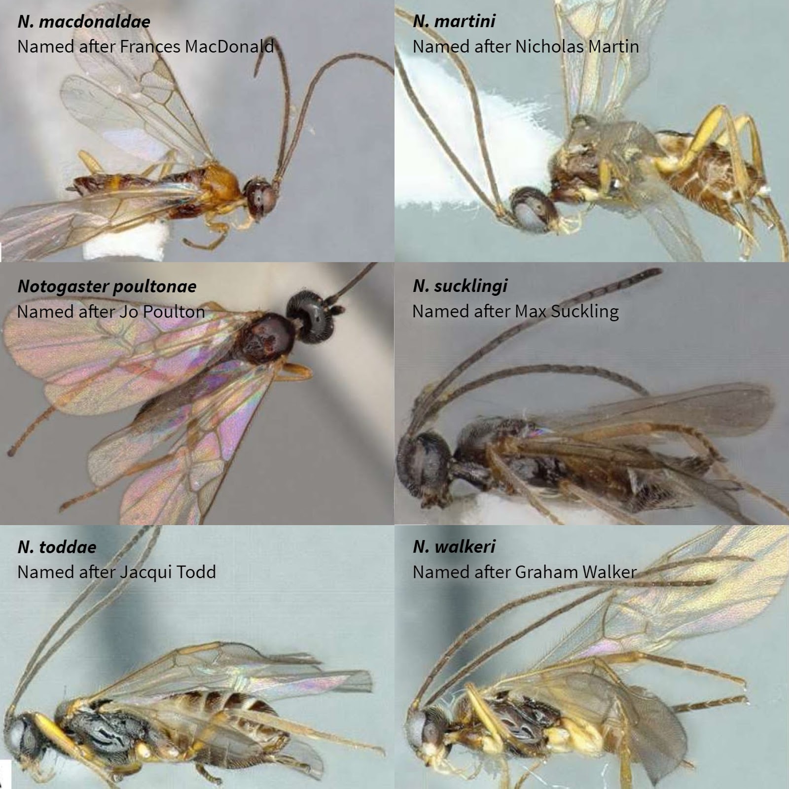 Species New to Science: [Entomology • 2020] Notogaster gen. nov. • A ...