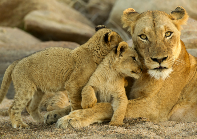 Lições da administração que você deve aprender com os leões