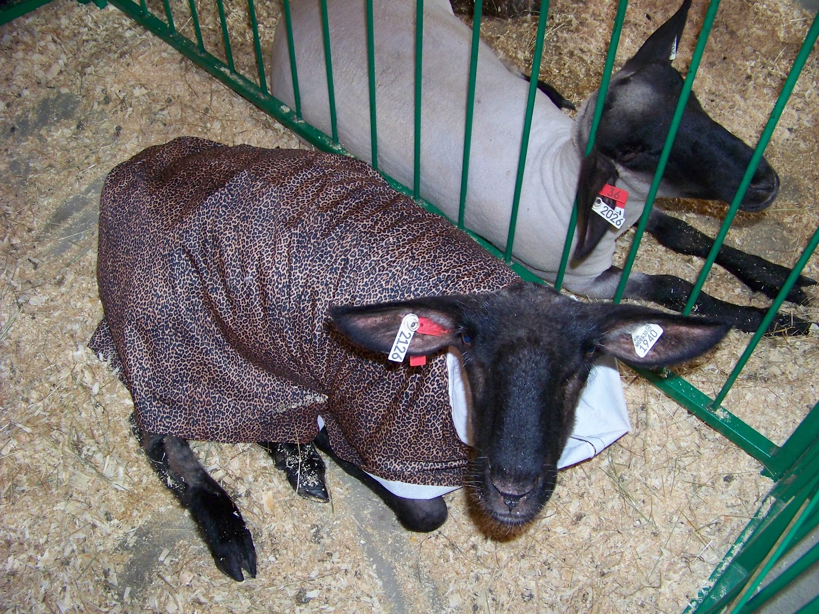 MAD Family Fun: Shear Fashion - poor sheep