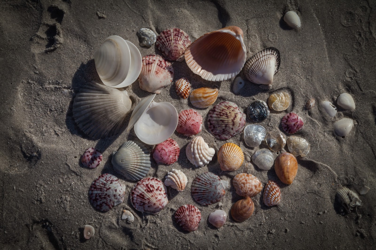 Where is the Best Place to Collect Sea Shells? - Explore the World with ...