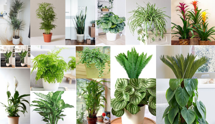 20 plants that can grow without Sunlight - Gravity Site (Blog)