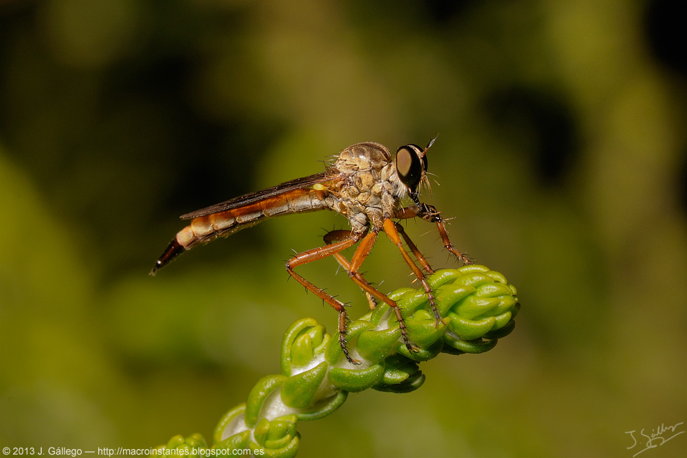 macroinstantes: julio 2013