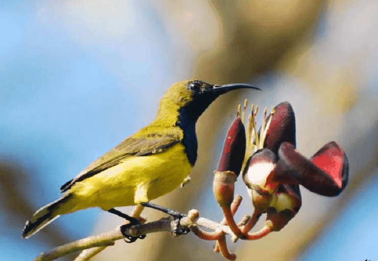 Antara Burung Dengan Kehidupan - Biological Bird Club "Ardea"