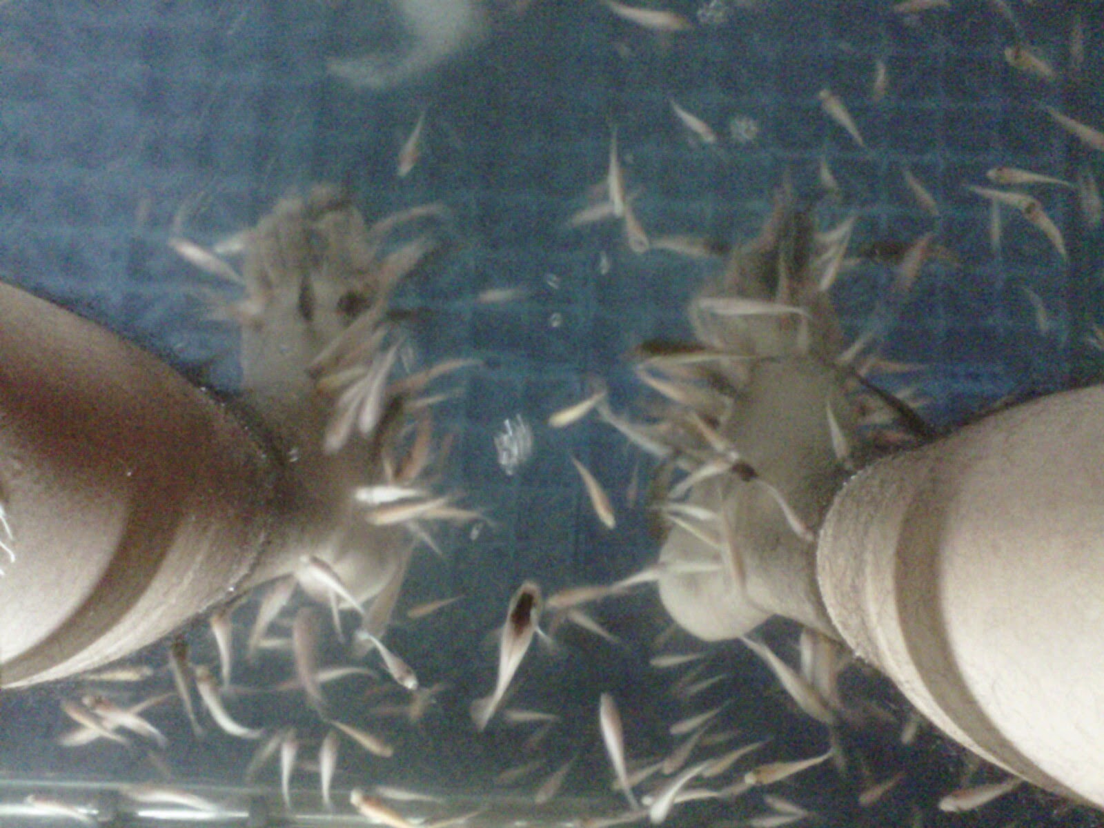 Tibiao Fish Spa Opens a New Branch at SM City General Santos - Escape ...