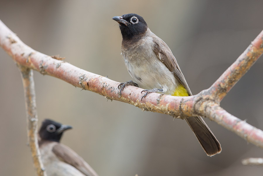 Birds of Saudi Arabia: Bani Malik