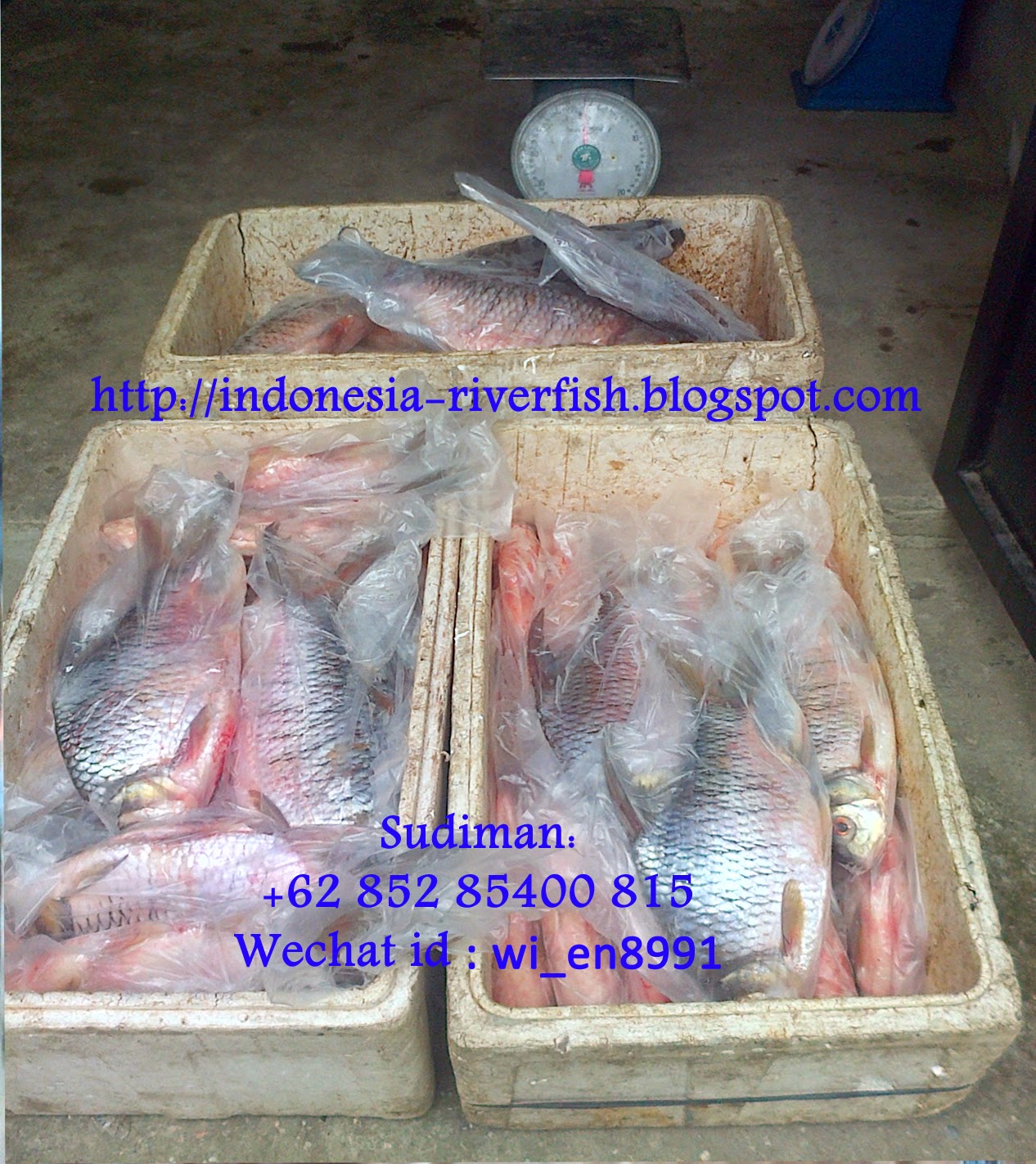 River Fish Supplier, Indonesia