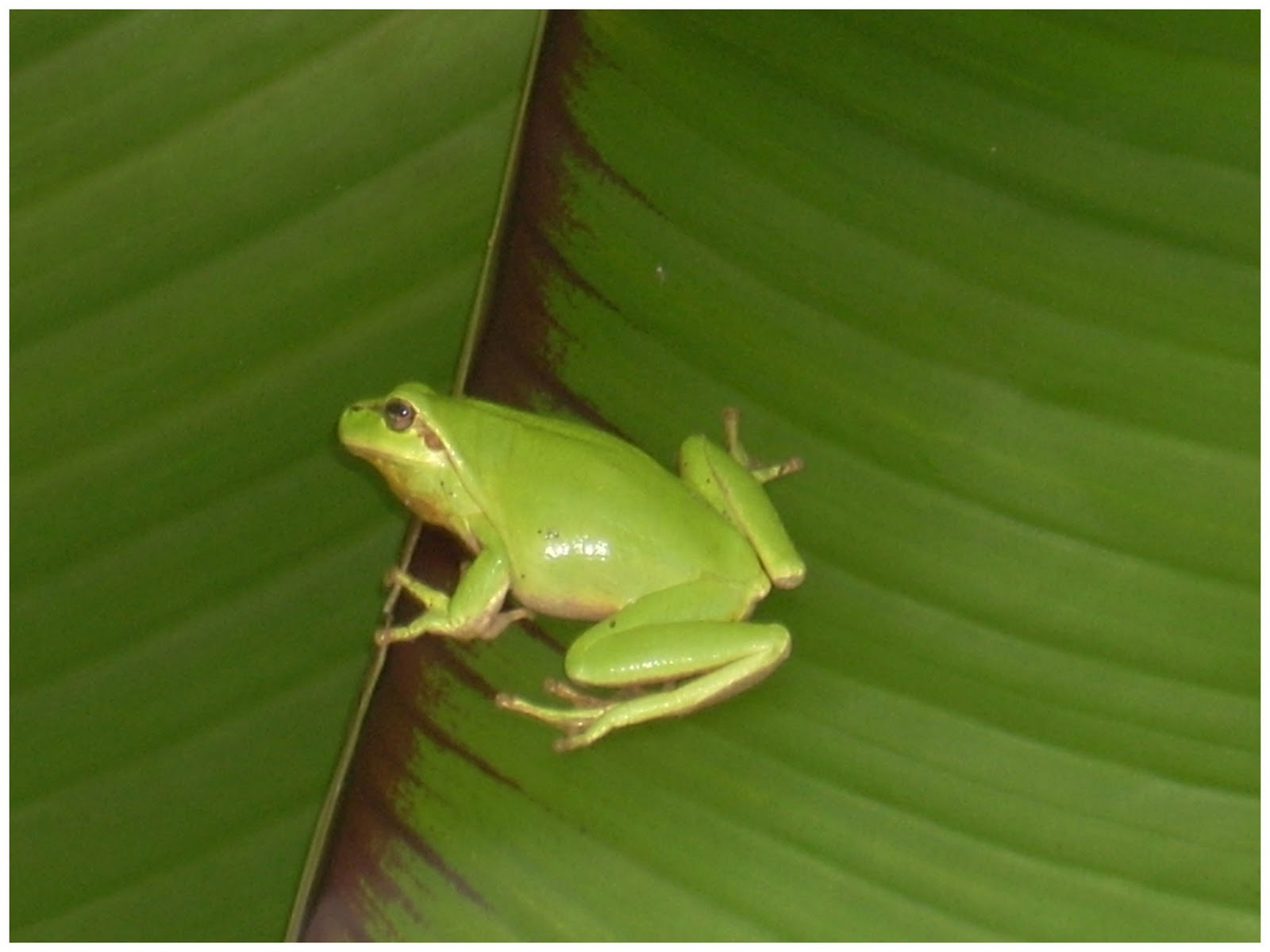 Rainette verte - Hyla arborea ~ Les Jardins Botaniques de la Boirie