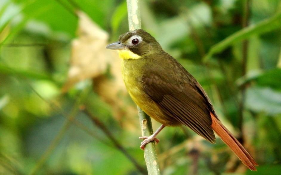 Complete Bird Guide Online - Bird Breeds, Bird Information And Photos