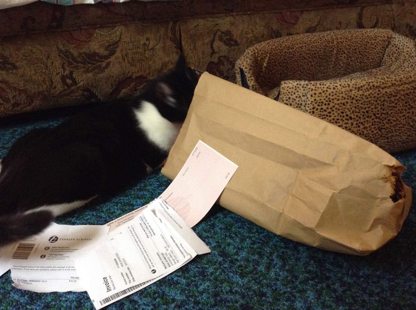 It's all about the cats!: Paperwork