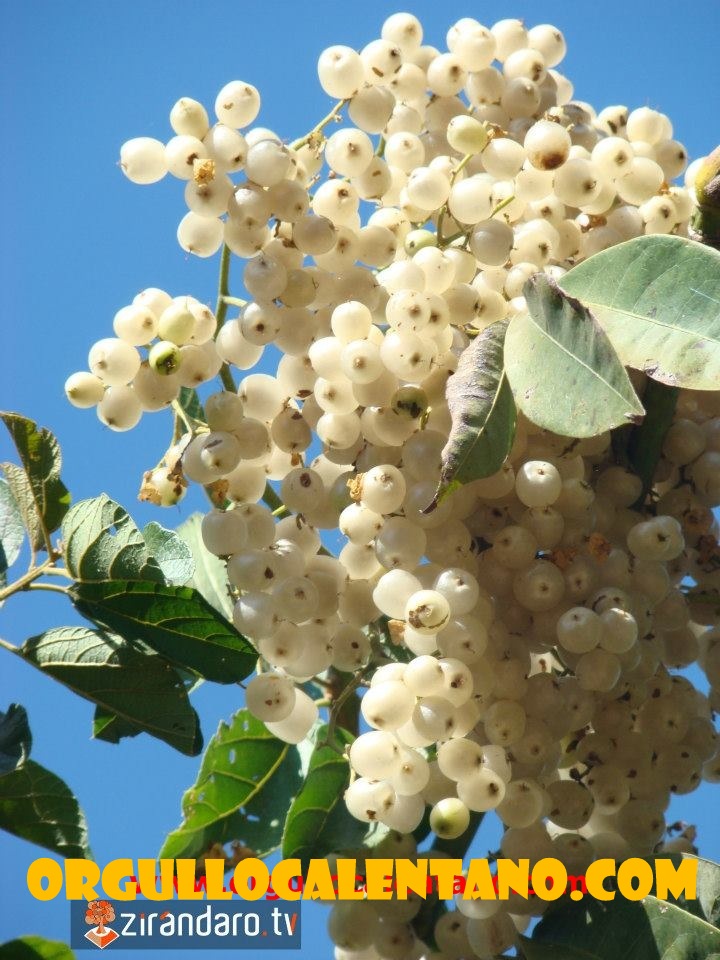 Soy de Tierra Caliente: Chirimo - Las uvas de Tierra Caliente
