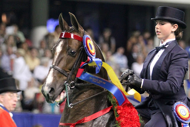 The Swanky Saddlebred: Live Stream - The World Championship Horse Show