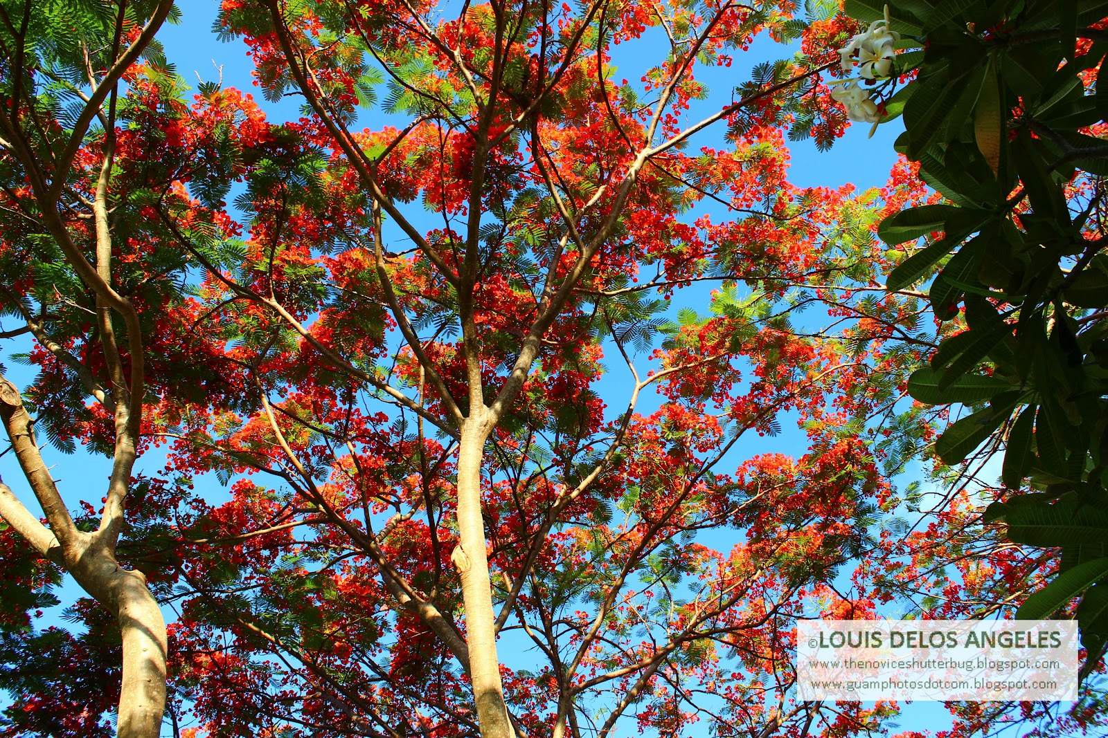 The Novice Shutterbug: Model: Fire tree and other trees