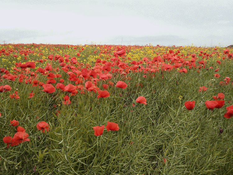 Olympos Voice -ΕΔΩ ΚΑΤΕΡΙΝΗ: Να μάθεις να φεύγεις – Μενέλαος Λουντέμης