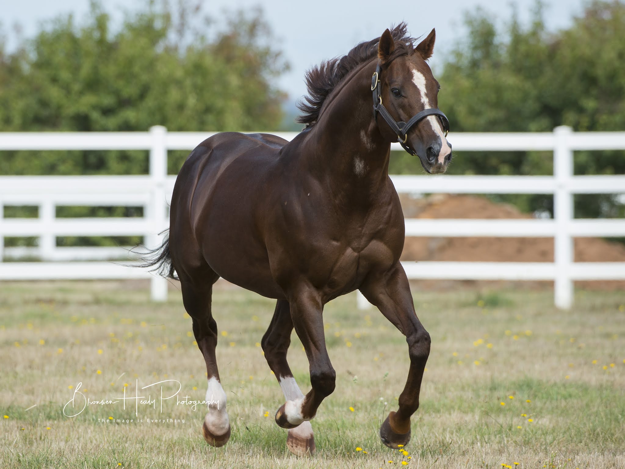 The Rise and Rise of Written Tycoon - Champion Australian Stallion for ...