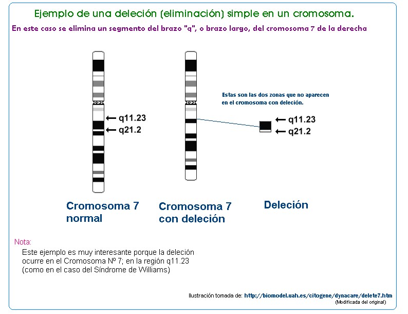 El Blog Williams: CARIOTIPO DEL SÍNDROME DE WILLIAMS