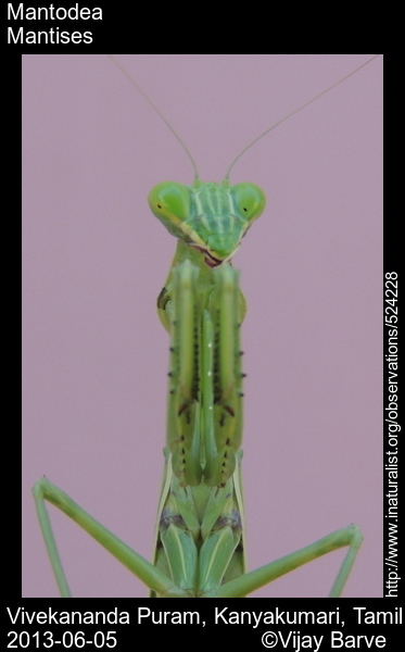 My Encounters with Nature: Sexual Cannibalism in Praying Mantises