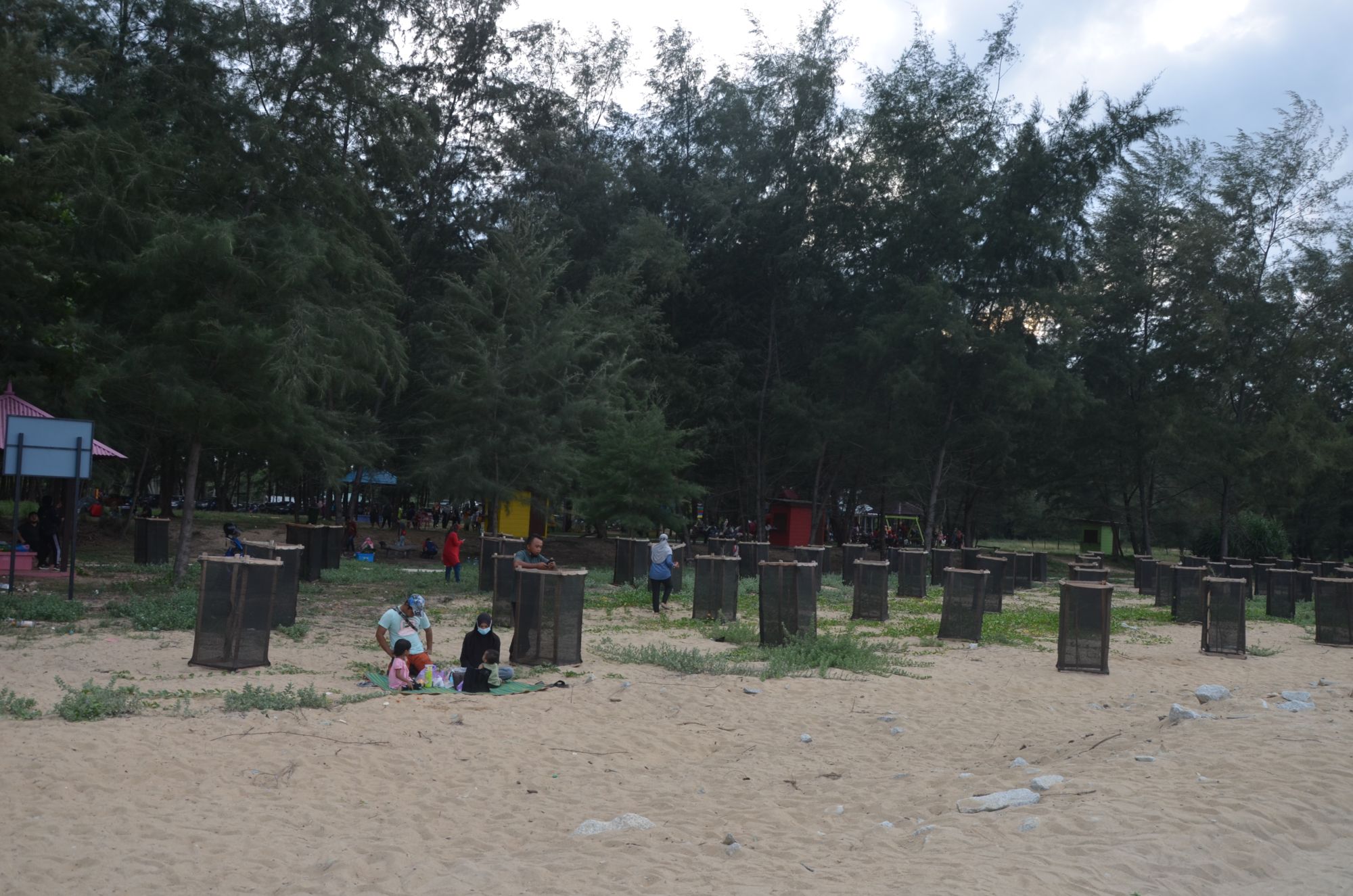 Galas: PANTAI KUNDOR DIHIASI POKOK RU