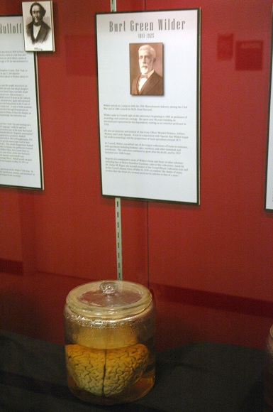 OTIS (Odd Things I've Seen): The New York Grimpendium: Wilder Brain ...