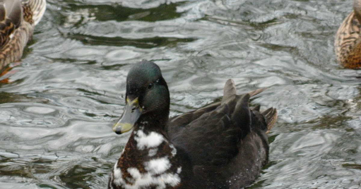 LA MULTI ANI, ROMANIA!: Rata