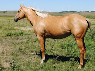 RPony Registered Quarter Horses at Spring Lake Ranch: 2010 Foals