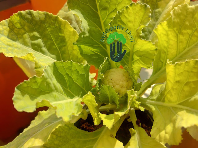 Hydroponic Kheti / Hydroponic kheti Cauliflower