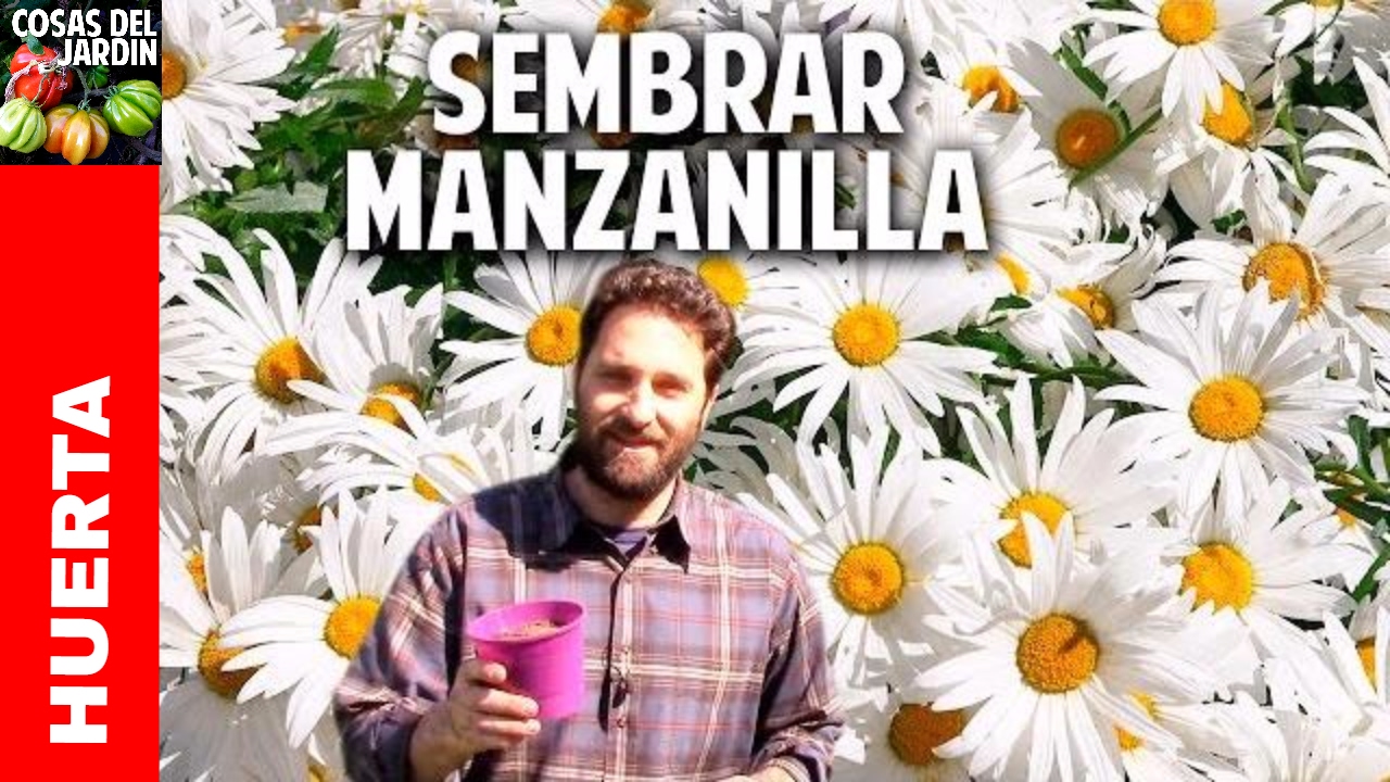 Como reproducir manzanilla ~ Cultivando Paso a Paso