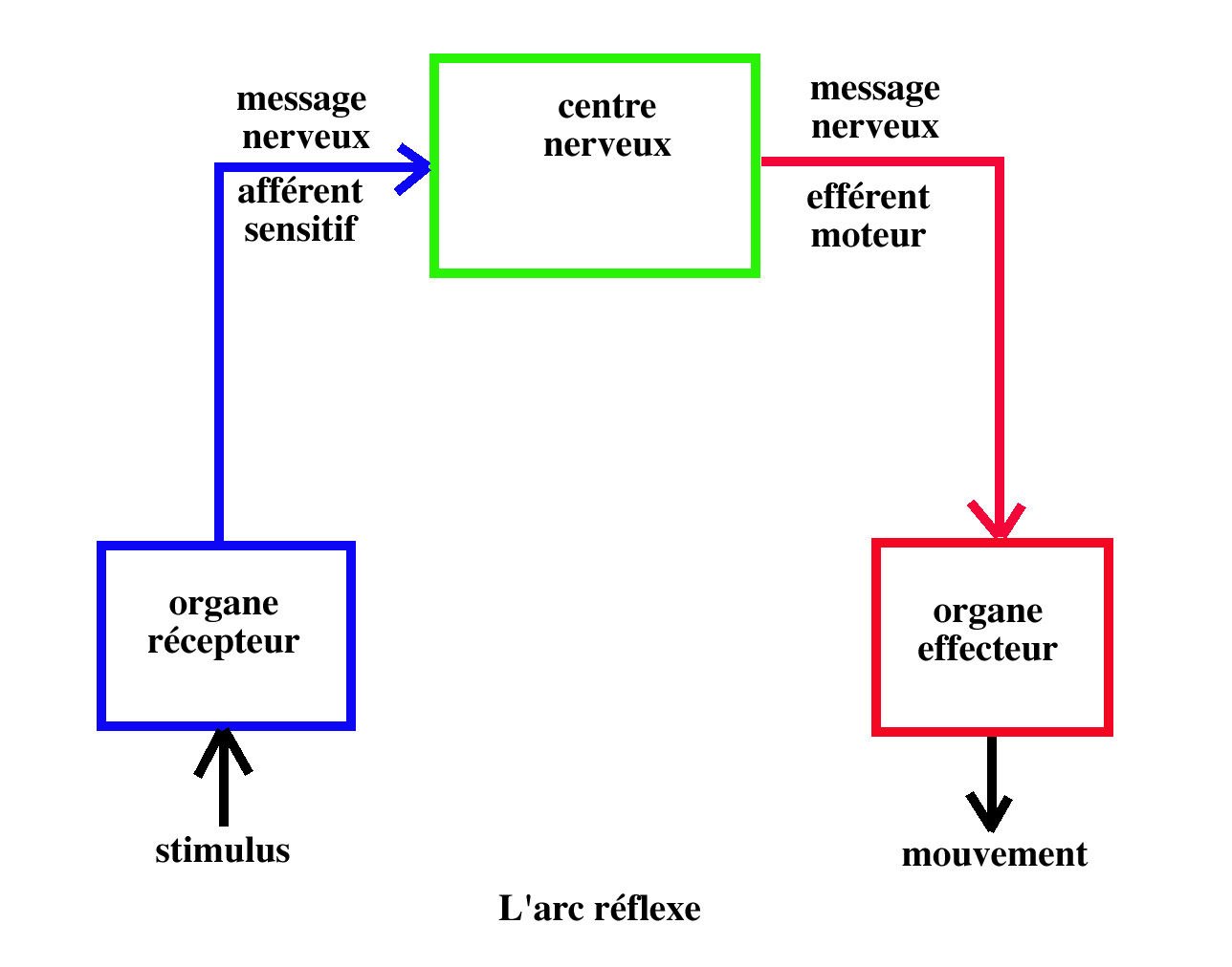 Quoi de neuf en SVT ? par Maître Corydon Muttaburrasaurus