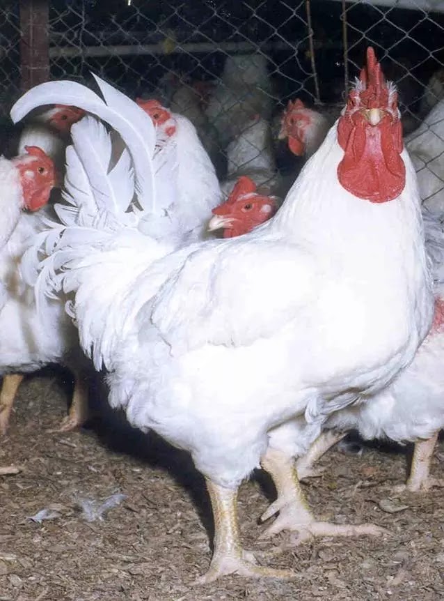 Fim do mistério: nos 40 anos do Chester, empresa divulga fotos do ...