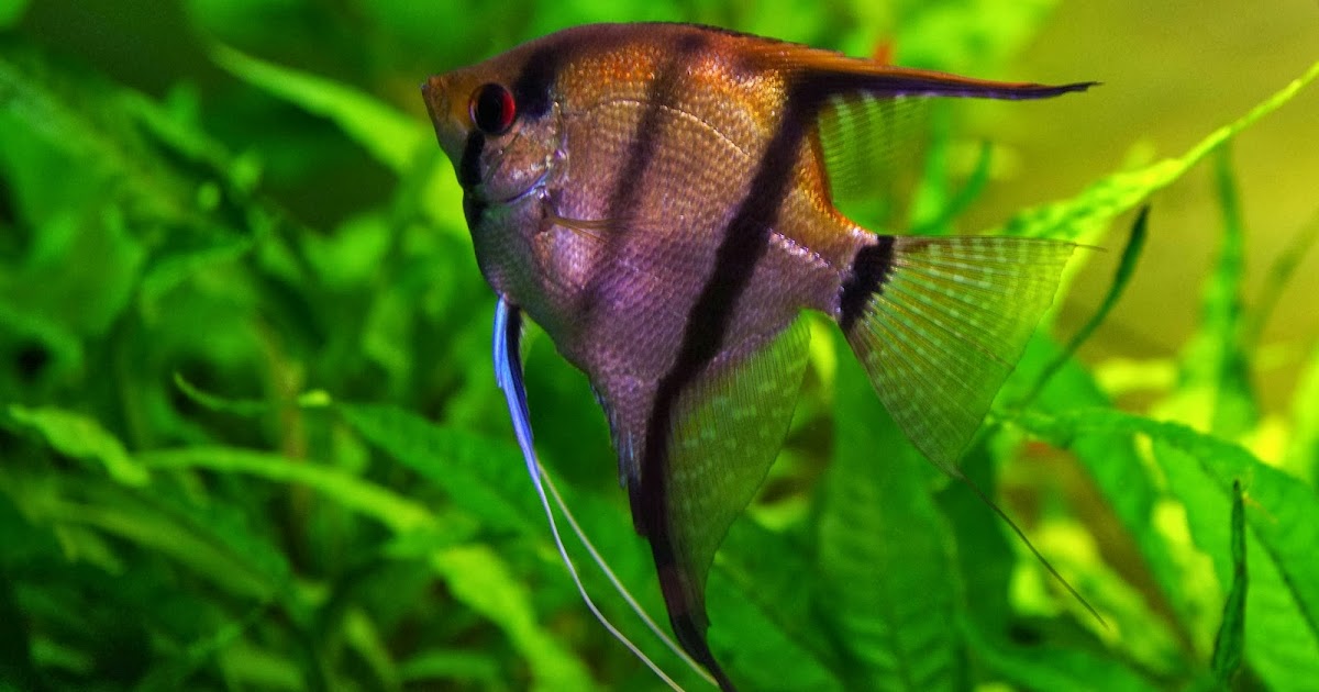 L'aquarium de Nicolas: aquariophilie et patience