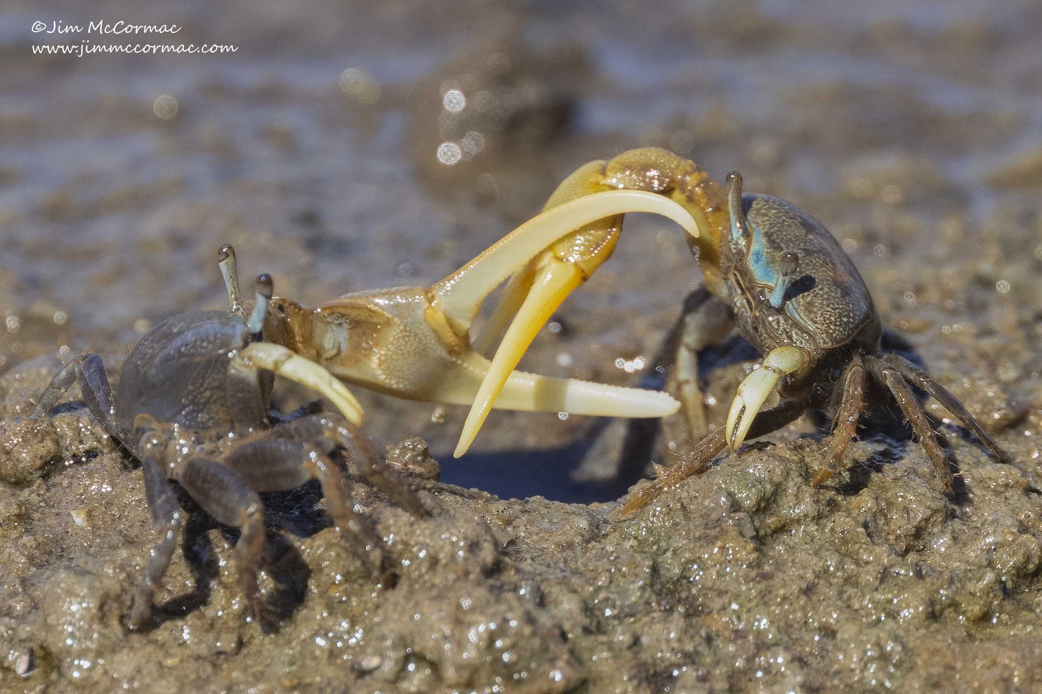 Ohio Birds and Biodiversity: Mud Fiddler Crab