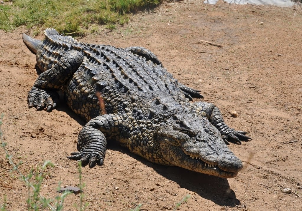 Cocodrilos IIII | Animaladas