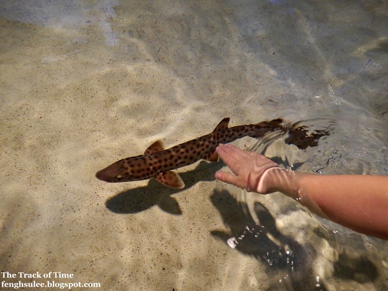 New England Aquarium - Touch Tank | The Track of Time